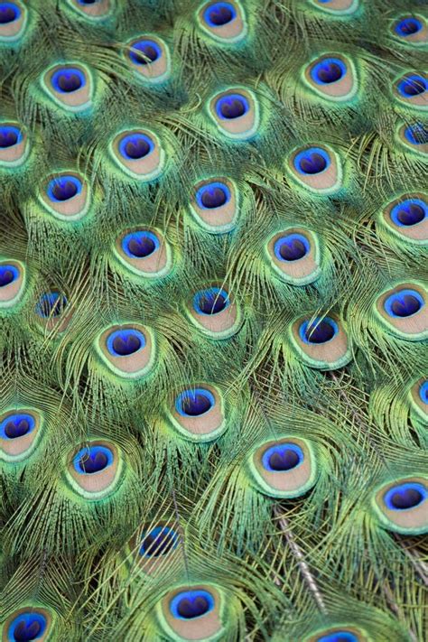 Peacock Tail Feathers Stock Image Image Of Greens Show 5458675