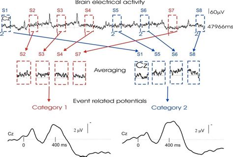 Schematic Representation Of The Event Related Potential Technique Download Scientific Diagram