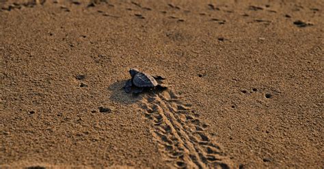 What Are Turtles In Python And How Do They Work