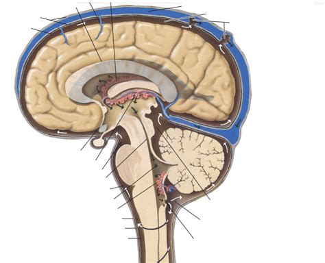 Cisterns Diagram Quizlet