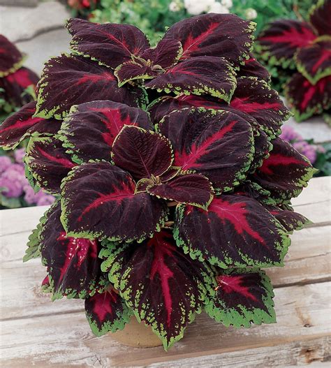 34 Container Garden Ideas To Save Today Garden Container Gardening