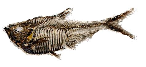 Collection Of Fossil Dig Png Pluspng