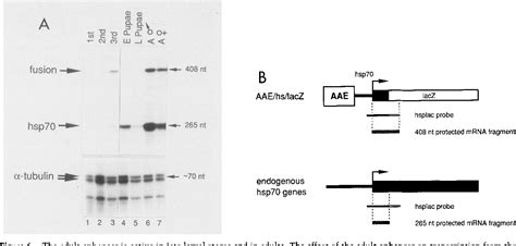 Figure 10 From The Role Of Specific Enhancer Promoter Interactions In