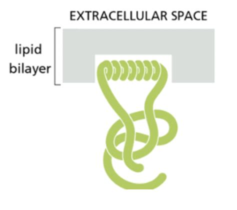 Week Cellular Form And Function Flashcards Quizlet