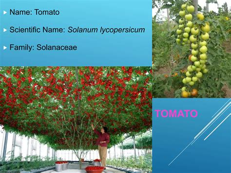 Different Types Of Crop Pptx Gardening Home And Garden