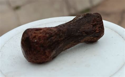 Se Texas Tail Bone Fossil Id The Fossil Forum