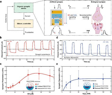An Organic Brain Inspired Platform With Neurotransmitter Closed Loop