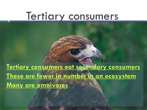 Ecology Ppt Download