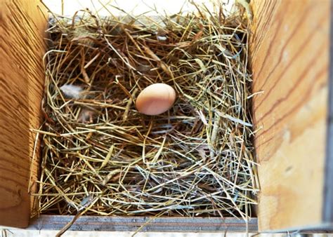 Sheffer Chicken Coop Is A New York Home For Eight Hens