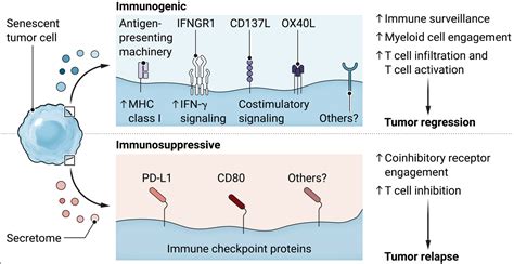 科学网—衰老的肿瘤细胞是玩弄免疫的高手 孙学军的博文
