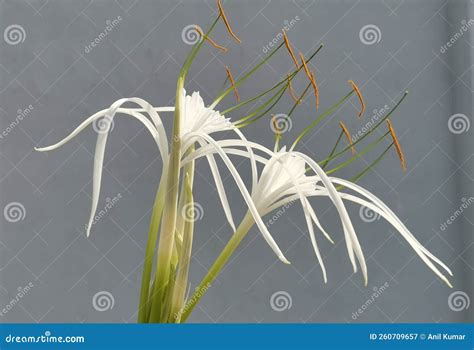Beach Spider Lily Stock Image Image Of Plant Spider 260709657