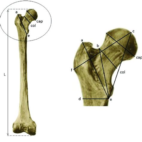 Difference Between Measured And Estimated Values Of The Femur Length