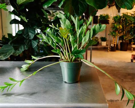 Zz Plant Care Made Simple Step By Step Guide