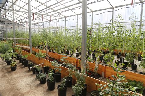 Хан Уул Эко дүүрэгт дээврийн хүлэмжинд идэх боломжтой хоолны чимэглэлийн цэцэг хүнсний нарийн