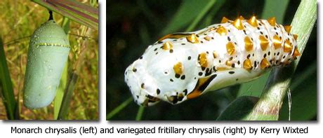 Butterfly Chrysalis Identification