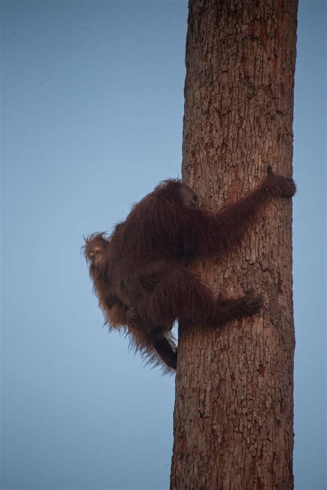 Fileorangutan Kinabatangan Wikimedia Commons