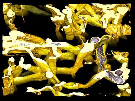 Open House Highlighting The Cryo Fib Sem Microscopy And Imaging Center