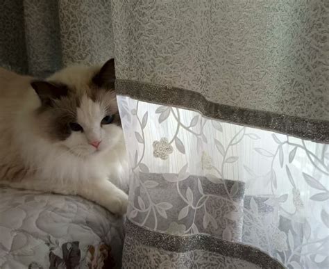 【qt开发】常用控件（七） ＞ stylesheet csdn博客