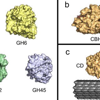 Structural Representation Of The Different Classes Of Cellulases