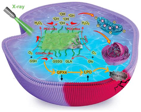 Engineering Single Atom Iron Nanozymes With Radiation Enhanced Self Cascade Catalysis And Self