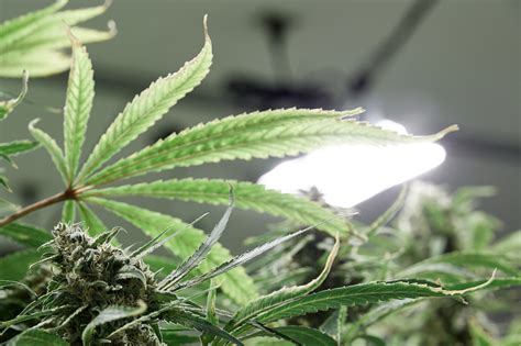 Foxtail Fox Tail On Cannabis What It Is And How To Fight It Successfully