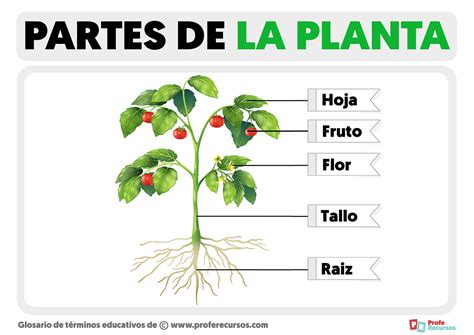 Partes De Una Planta Y Sus Funcionesguía Completa Kvcv