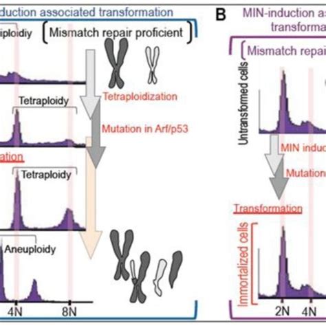 Development Of Genomic Instability Prior To Cellular Transformation