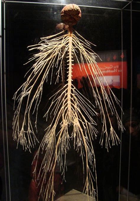 Body Worlds Anatomie Körper Des Menschen Biologie