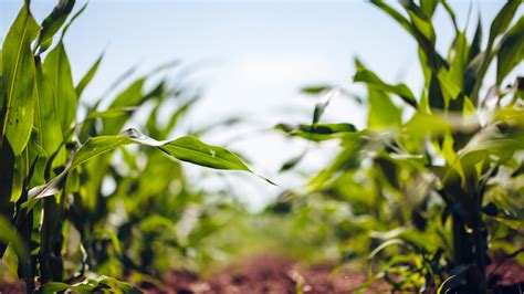 Handy Bt Trait Table Updated For 2023 Corn Cropwatch Nebraska