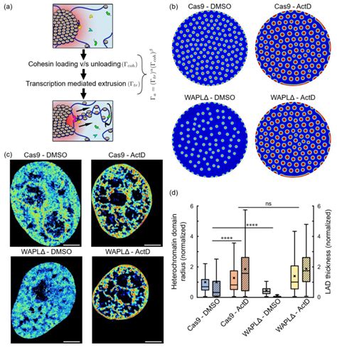 Simultaneous Roles Of Transcription Inhibition And Cohesin Imbalance Download Scientific