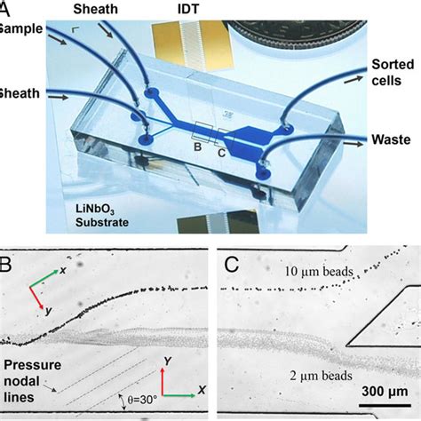 Pdf Cell Separation Using Tilted Angle Standing Surface Acoustic Waves