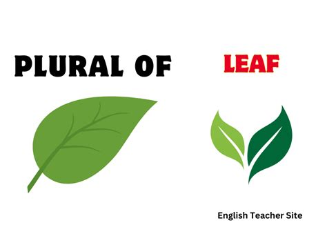 Plural Of Hippopotamus Understanding The Correct Form English