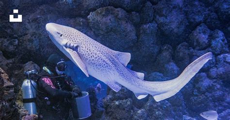 검은 색과 흰색 물고기를 들고 검은 잠수복을 입은 사람 사진 Unsplash의 무료 케언스 아쿠아리움 이미지