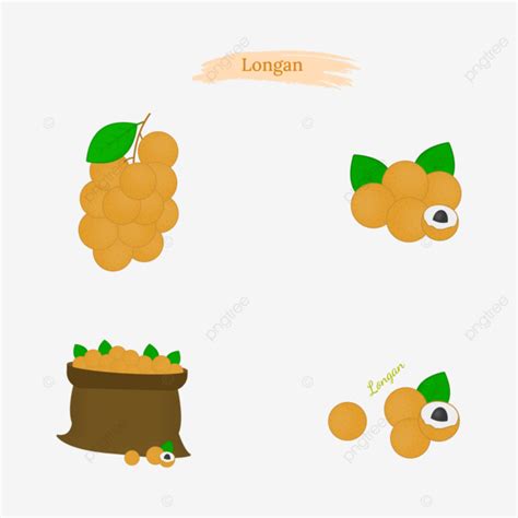 용안 과일 벡터 일러스트 레이 션의 설정 용안 용안 과일 껍질을 벗긴 용안 Png 일러스트 및 벡터 에 대한 무료 다운로드 Pngtree