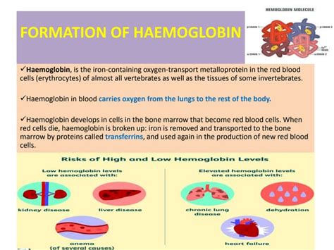 Formation Of Heamoglobin Bpharmacy 2 Semester Pptx