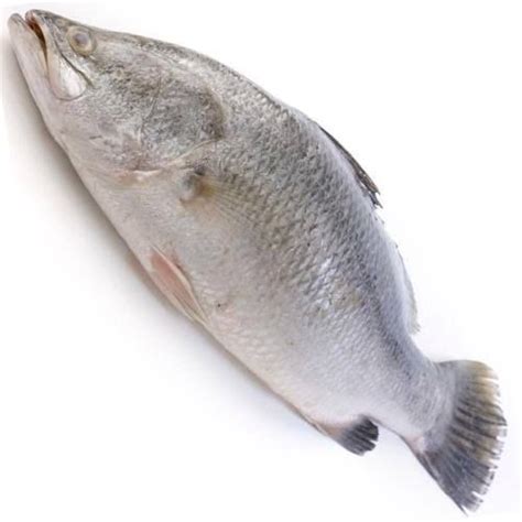 Frozen Hilsa Fish Manufacturer Exporter Supplier From Baleshwar India
