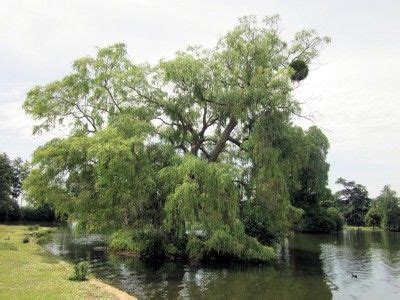 Trees Plants For Wet Areas Artofit