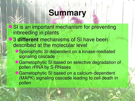 Ppt Self Incompatibility In Plants Powerpoint Presentation Free Download Id 359936