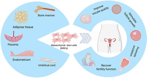 Ovarian Rejuvenation Innovative Stem Cell Therapies For Infertility