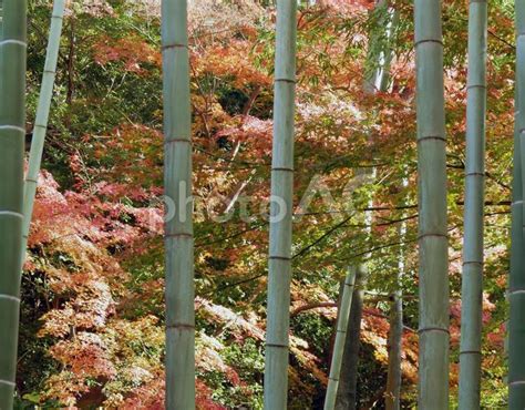 竹林に紅葉1 No 4254456写真素材なら写真AC無料フリーダウンロードOK