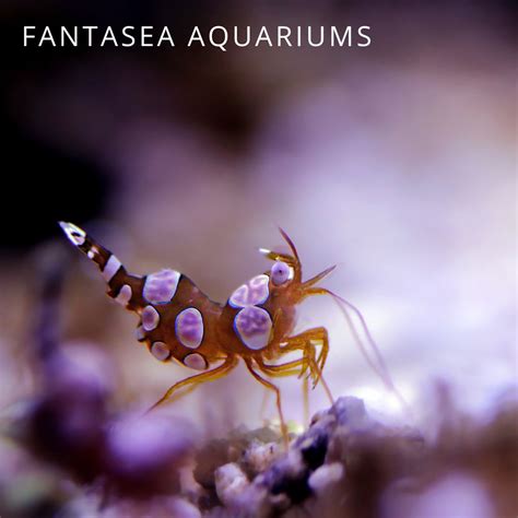 Sexy Shrimp Care And Info The Dancing Anemone Shrimp Maryland