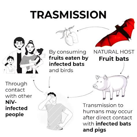 First Human Trials For Nipah Virus Vaccine Pwonlyias