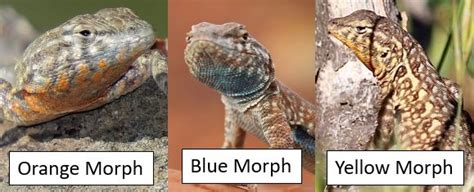 7 Types Of Lizards Found In Washington State Bird Watching Hq
