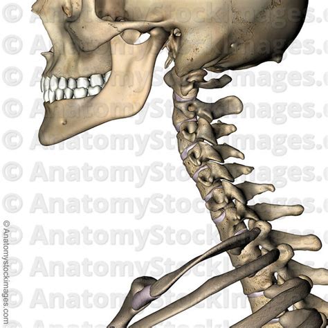 Anatomy Stock Images Neck Intervertebral Disc Discus Intervertebralis Spinous Process