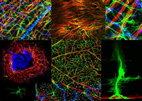 Astrocyte Reactivity And Plasticity Gabe Luna