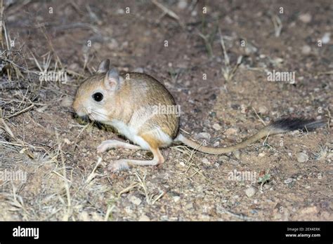Northern Three Toed Jerboa Dipus Sagitta Adult At Night In The Galba