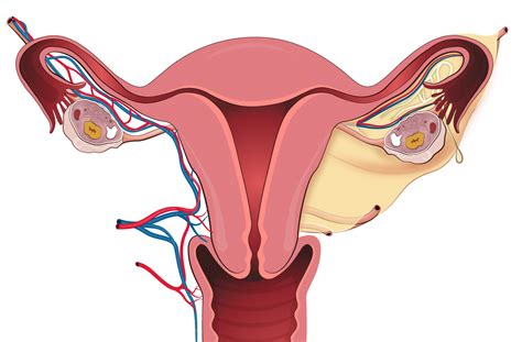 Medical Illustration Female Pelvic Anatomy On Behance