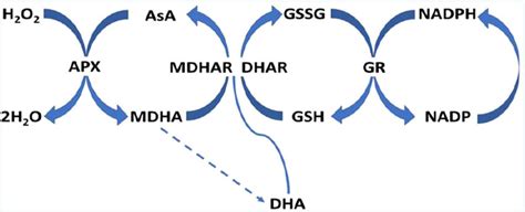 Schematic Representation Of Antioxidant Enzymes In The Download Scientific Diagram