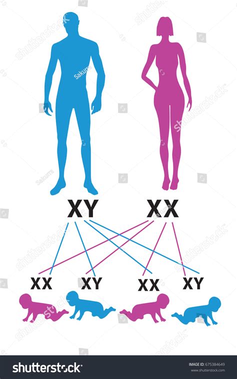 Sex Determination Images Stock Photos Vectors Shutterstock
