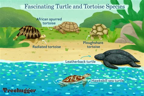 Turtle Vs Tortoise